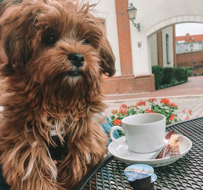 14 Photos Of Havanese That Will Make You Smile - PetPress