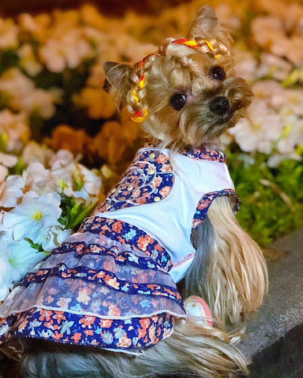 15 Cute Clothes That Will Fit for Your Yorkshire Terrier - PetPress