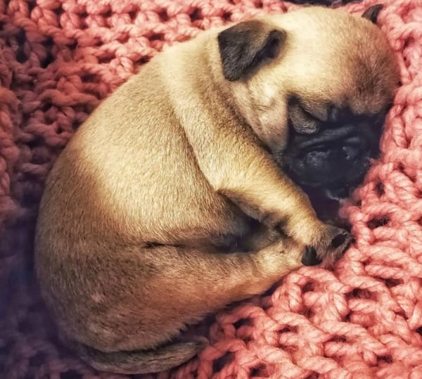 14 Photos Showing That Pugs Love To Sleep So Much! - PetPress