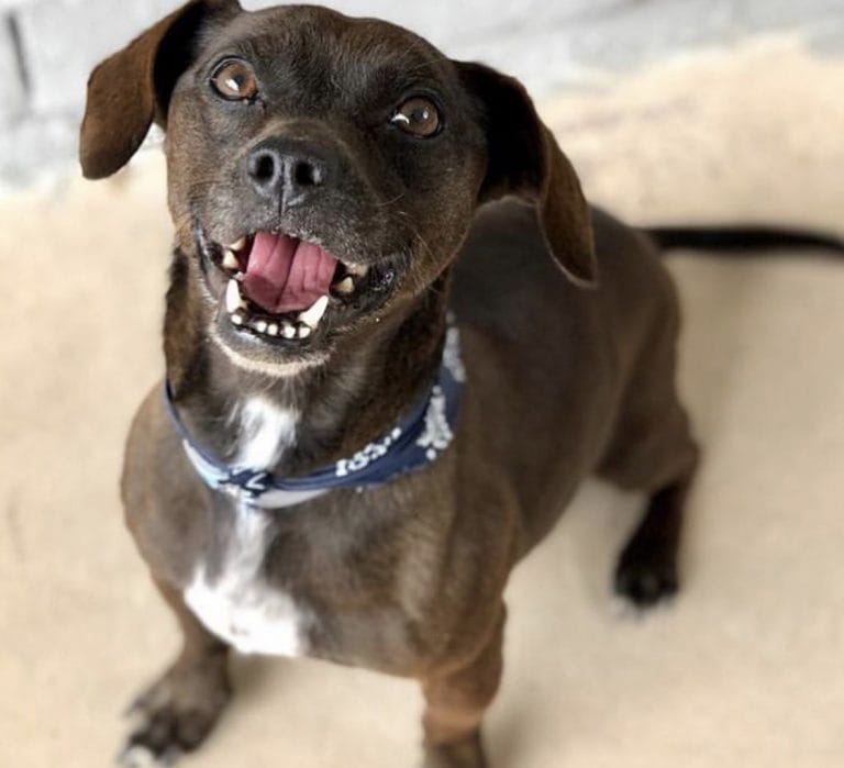 14 Dachshund Mixes That You’ll Wanna Squeeeeeeeeeesh - PetPress