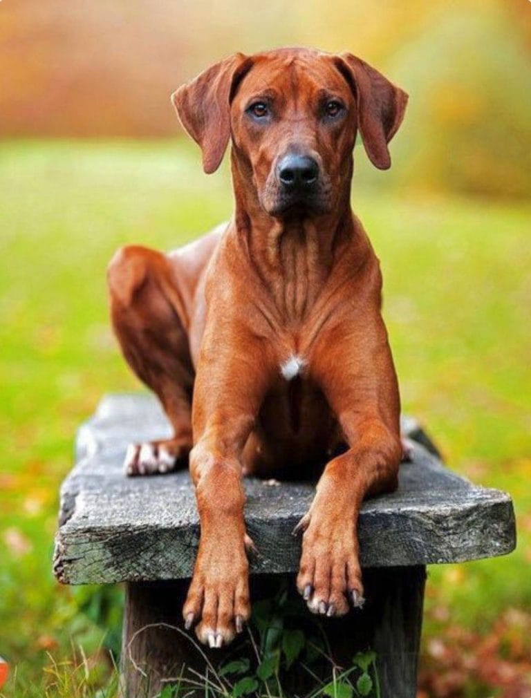 14 Things You Didn’t Know About the Rhodesian Ridgeback - Page 2 of 3 ...