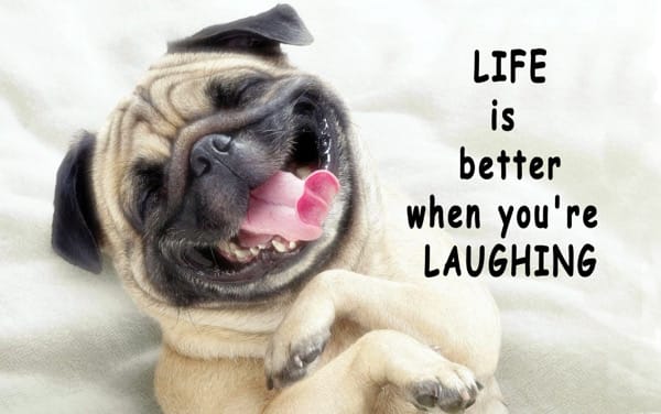 14 Pug Quotes About Life - Page 2 of 3 - PetPress