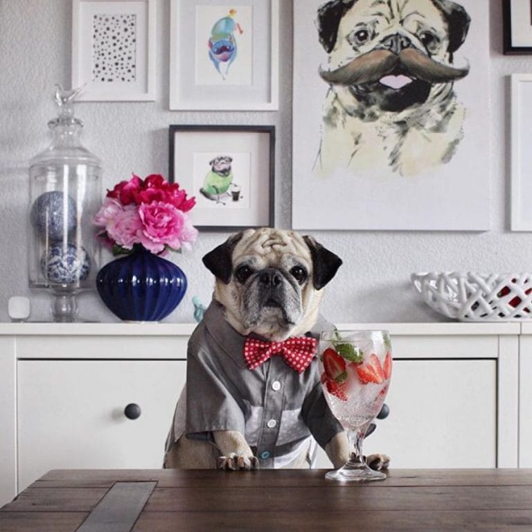 14 Facts That Prove Pugs are The Best Dogs Ever - PetPress