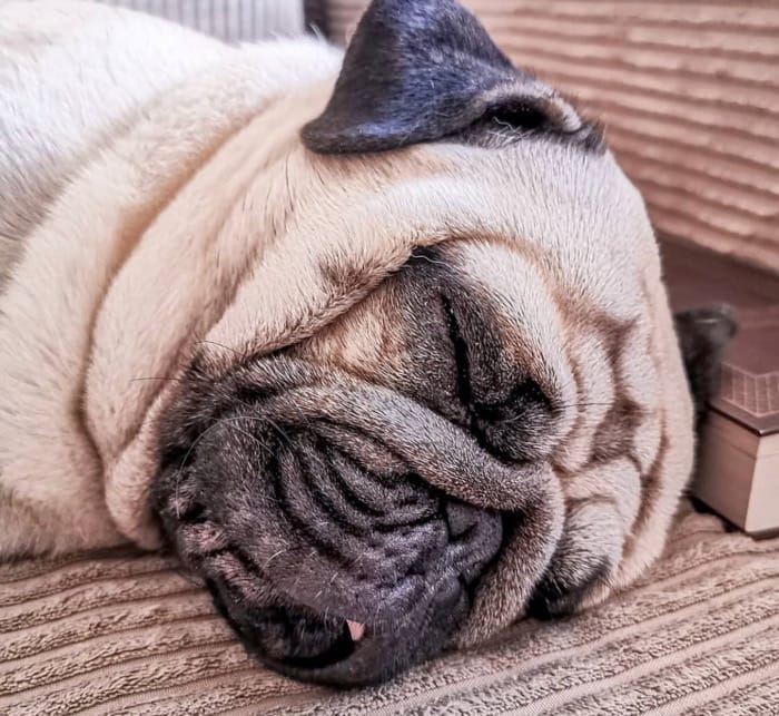 14 Photos Showing That Pugs Love To Sleep So Much! - PetPress