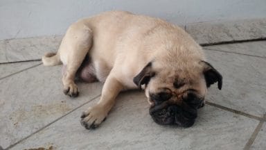 15 Reasons Why Pugs Are The Most Majestic Creatures On Earth - PetPress