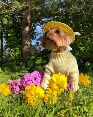 14 Cute Pictures Proving That Yorkies are True Flower Connoisseurs ...