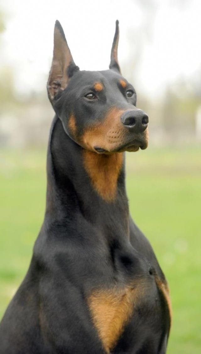 15 Cool Facts You Didn’t Know About the Doberman - Page 2 of 3 - PetPress
