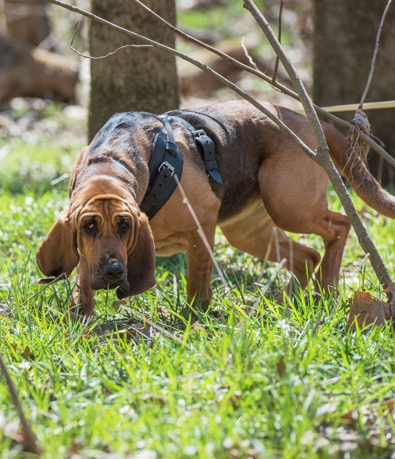 The 14 Cutest Bloodhound Pictures of All Time - PetPress