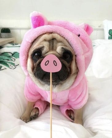 14 Funny Pug Pics That Will Make You Smile - PetPress