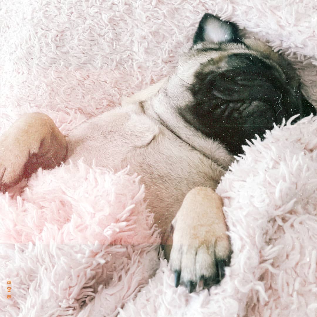 14 Pugs’ Sleeping Positions – How to Sleep Comfortably - PetPress