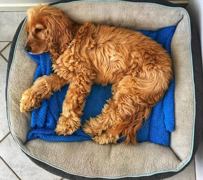 14 Things That All Cocker Spaniel Owners Must Never Forget - PetPress