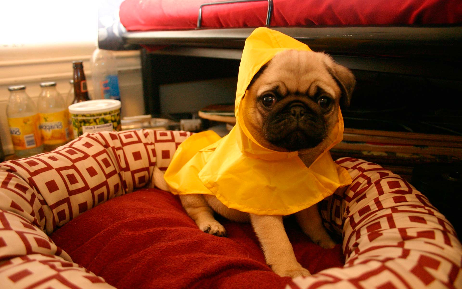 15 Stylish Pugs Who Will Make Your Day - PetPress