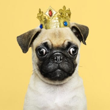 14 Facts That Prove Pugs are The Best Dogs Ever - PetPress