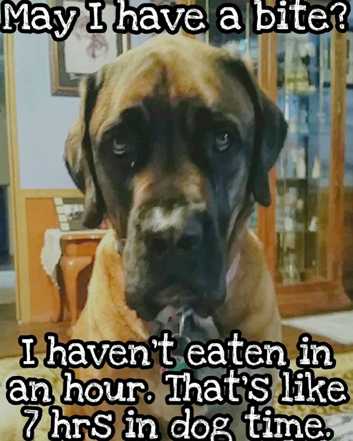 14 Mastiff Memes That Will Make Your Day - PetPress