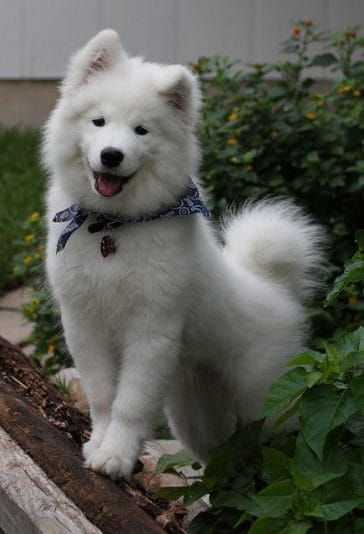 15 Facts All Samoyed Owners Should Know - Page 2 of 3 - PetPress