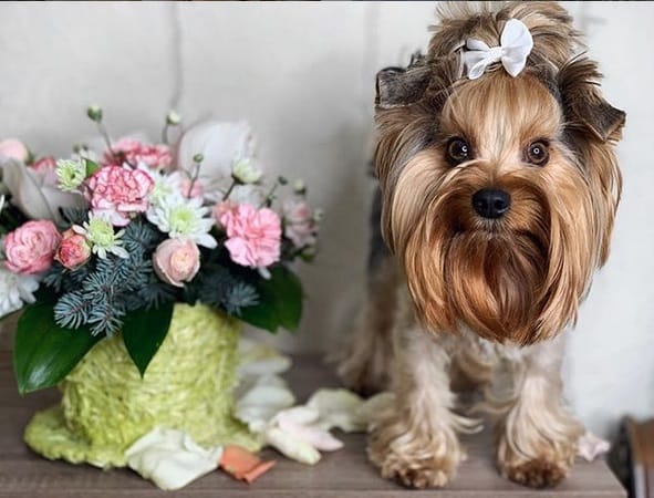 14 Cute Pictures Proving That Yorkies are True Flower Connoisseurs ...