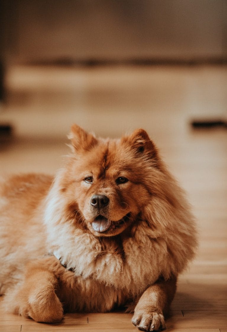 15 Things Only Chow Chow Owners Will Understand - PetPress