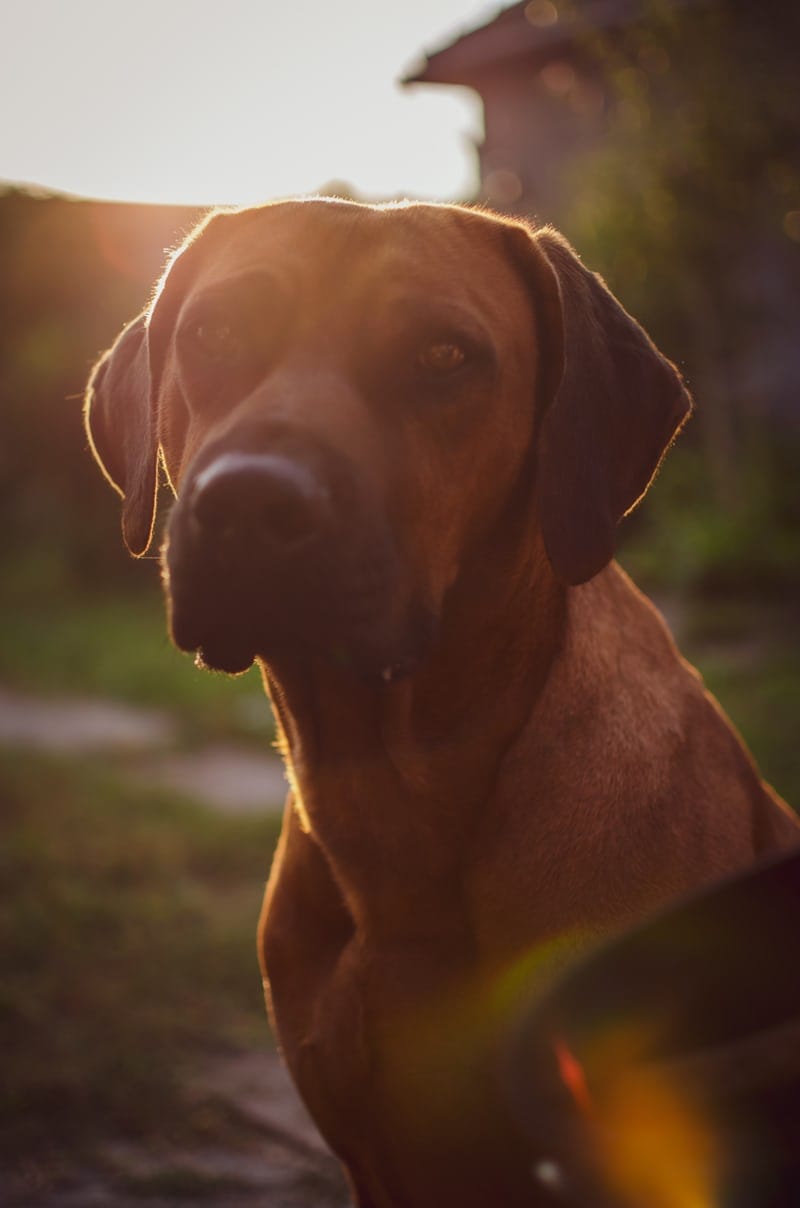 14 Things You Didn’t Know About the Rhodesian Ridgeback - PetPress