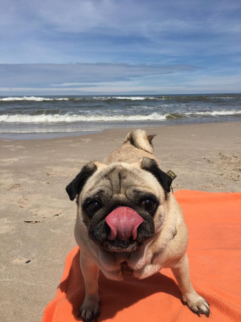 14 Pugs Who Don’t Waste the Summer - PetPress
