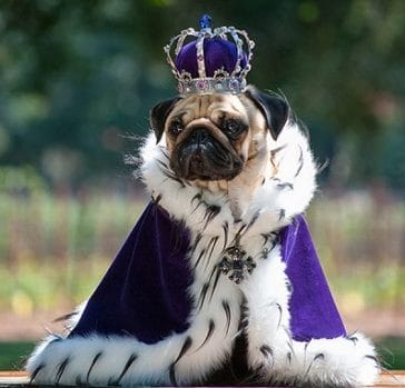 15 Stylish Pugs Who Will Make Your Day - PetPress
