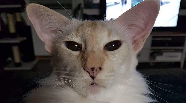 14 Reasons to Love the Balinese Cat - PetPress