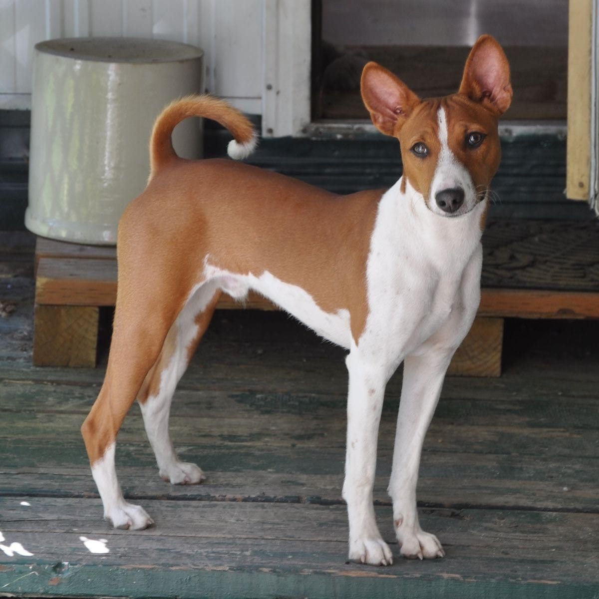 15 Things Only Basenji Owners Would Understand - Page 2 of 3 - PetPress