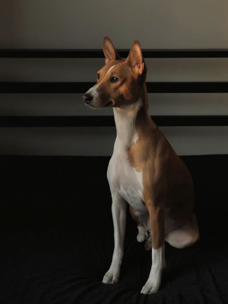 15 Things Only Basenji Owners Would Understand - PetPress
