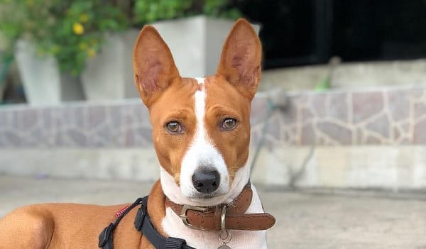 14 Super-Smart Facts About the Basenji - PetPress