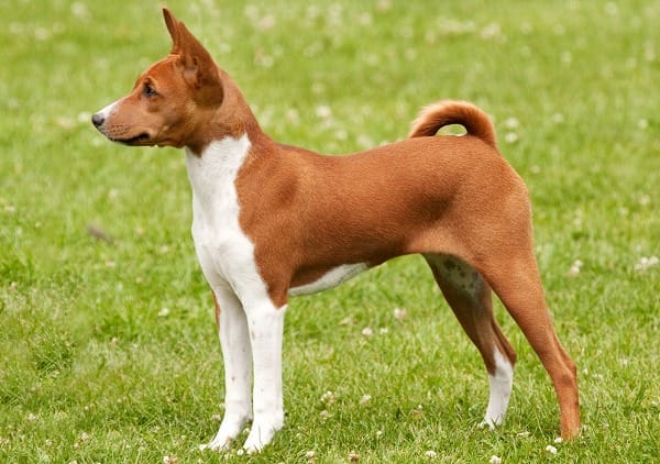 15 Things Only Basenji Owners Would Understand - PetPress