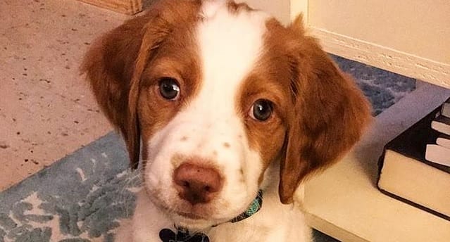 14 Amazing Facts About the Brittany Dog - PetPress