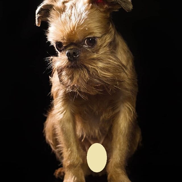 14 Things You Didn’t Know About The Brussels Griffon - Page 3 of 3 ...