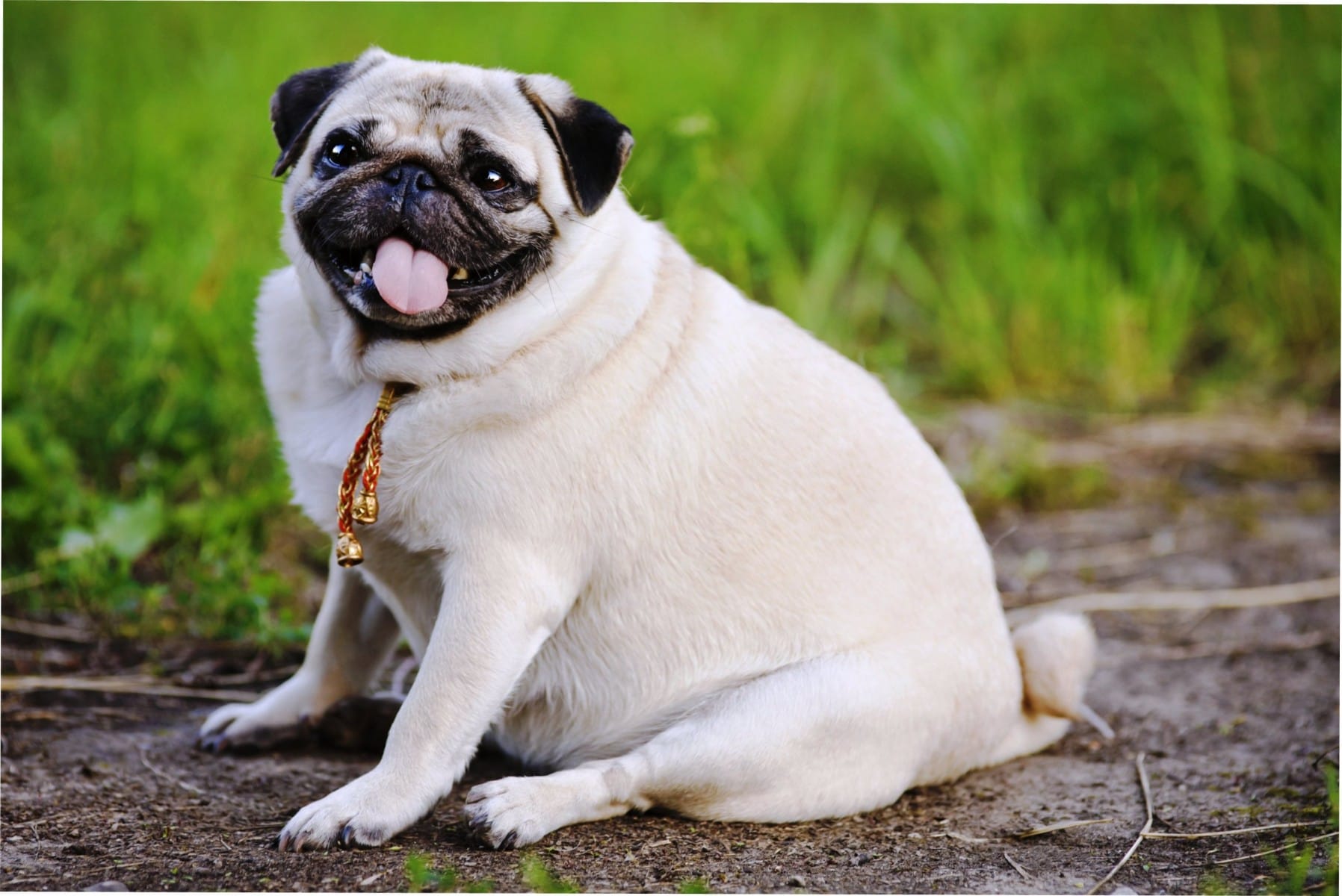 13 Signs You Know Your Pug Loves You - PetPress