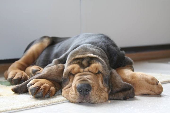 The 14 Cutest Bloodhound Pictures of All Time - PetPress