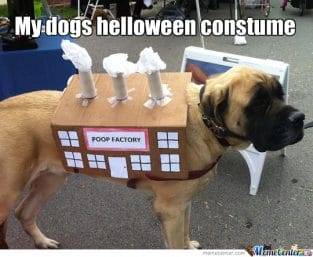 14 Mastiff Memes That Will Make Your Day - Page 2 of 3 - PetPress