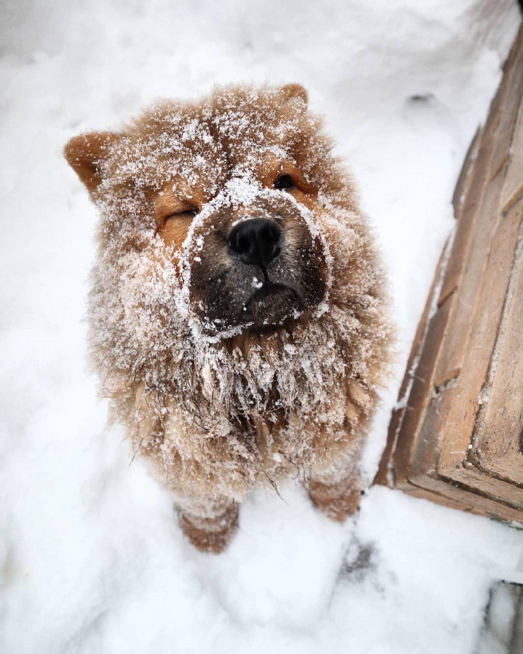 15 Things Every Chow Chow Owner Should Follow