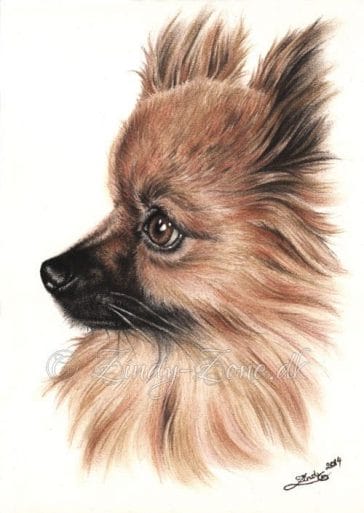 The 15 Cutest Pomeranian Drawings - PetPress