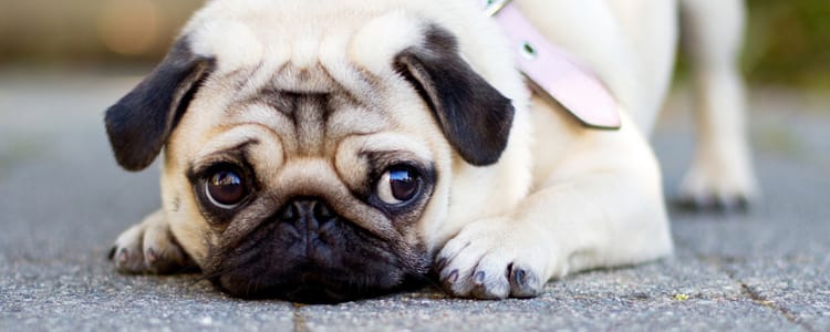15 Reasons Why Pugs Are The Most Majestic Creatures On Earth - PetPress