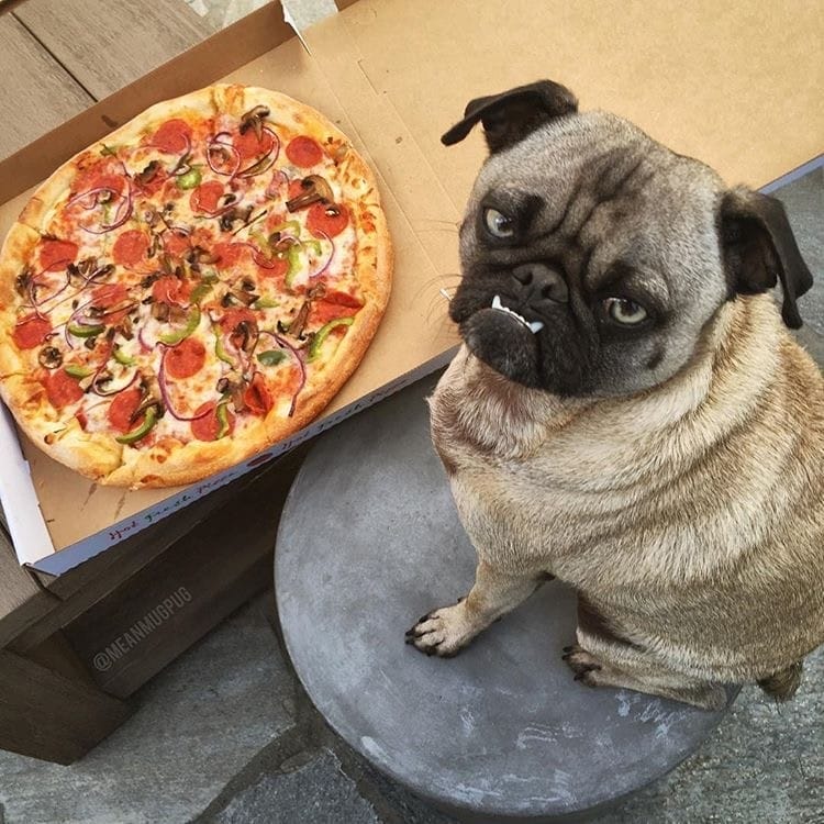 15 Pictures Proving That Pugs Have a Special Relationship With Pizza ...