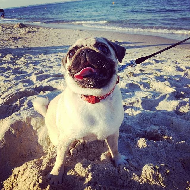14 Pugs Who Don’t Waste the Summer - PetPress