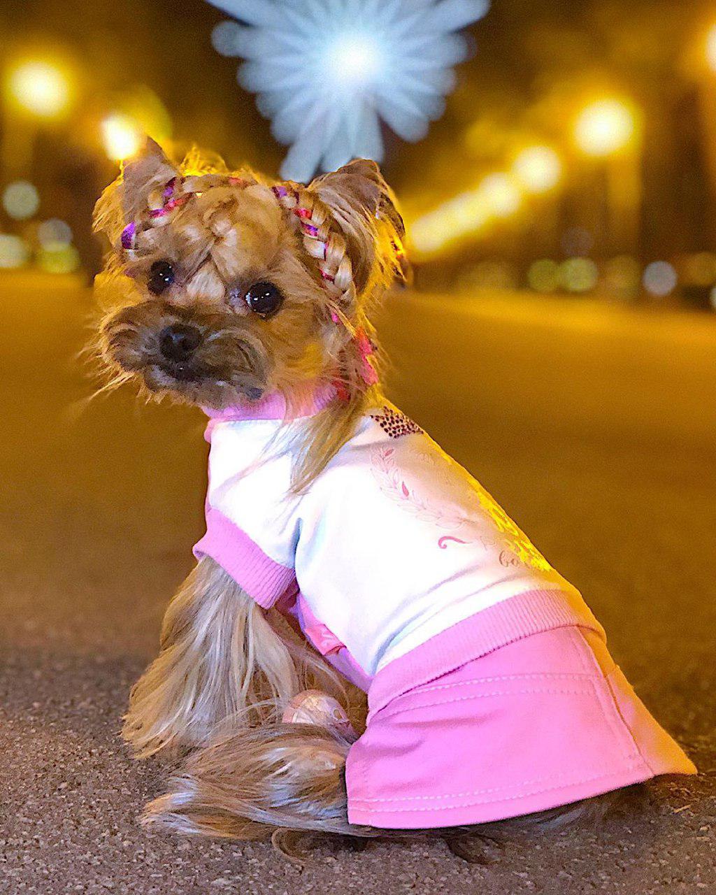 15 Cute Clothes That Will Fit for Your Yorkshire Terrier - PetPress