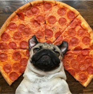15 Pictures Proving That Pugs Have a Special Relationship With Pizza ...