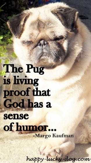 14 Pug Quotes About Life - PetPress