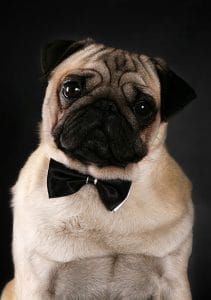 13 Signs You Know Your Pug Loves You - PetPress