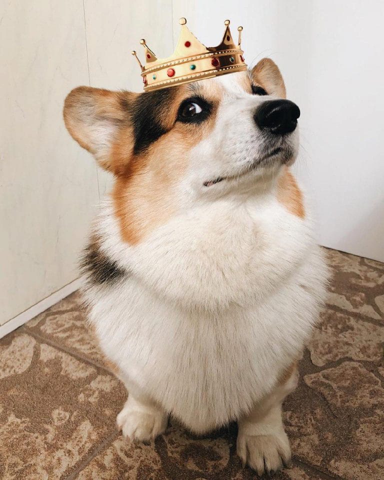 7 Interesting Facts About Corgis That You Did Not Know - PetPress