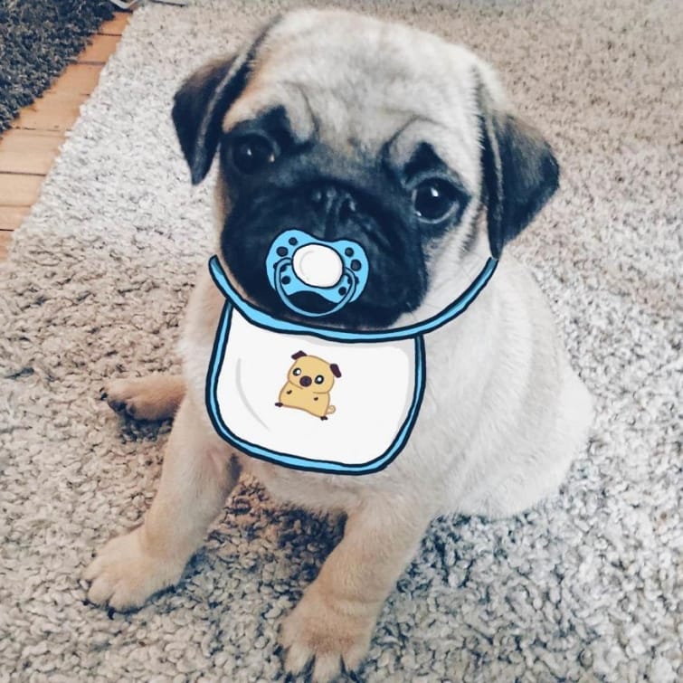 14 Funny Pug Pics That Will Make You Smile - PetPress