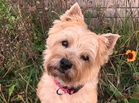 14 Advantages And Disadvantages Of The Cairn Terrier - PetPress