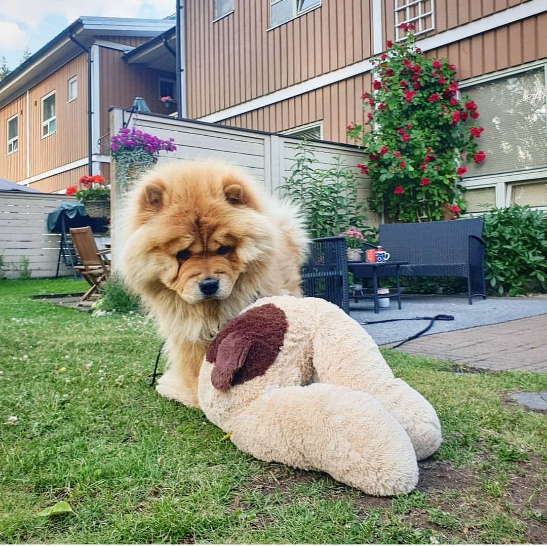 14 Lovely Pictures Of Chow Chows To Make You Fall In Love With Them ...