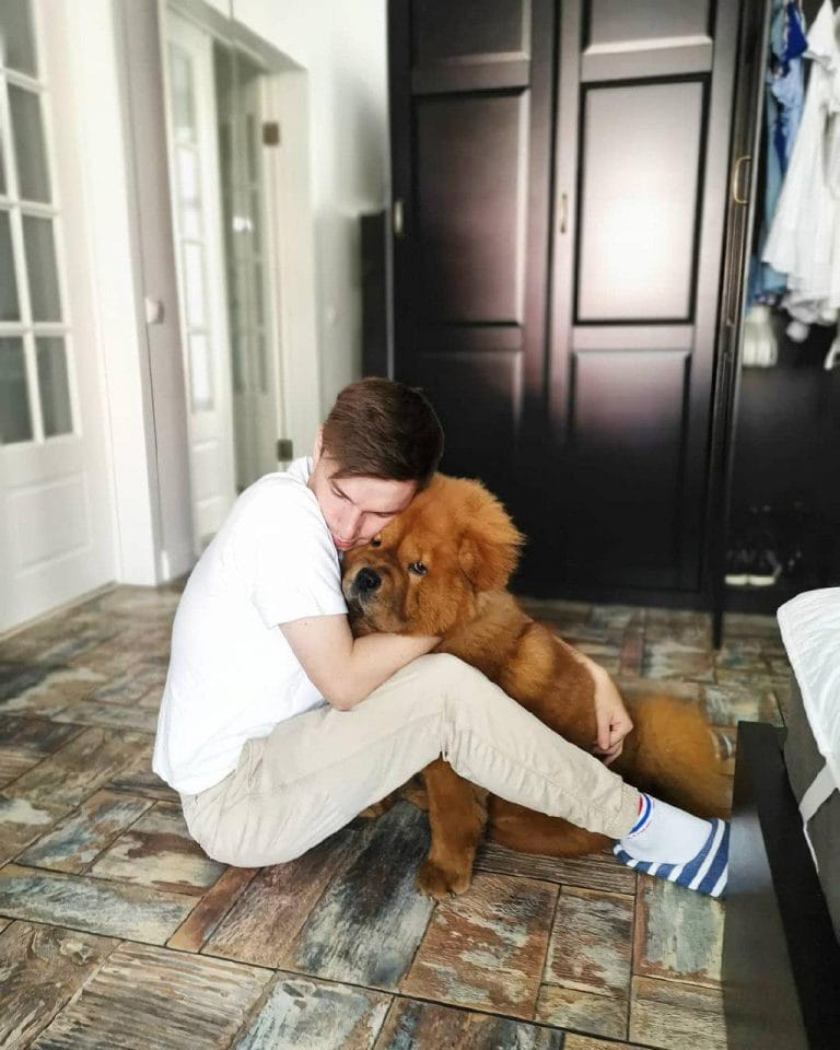 15 Things Every Chow Chow Owner Should Follow