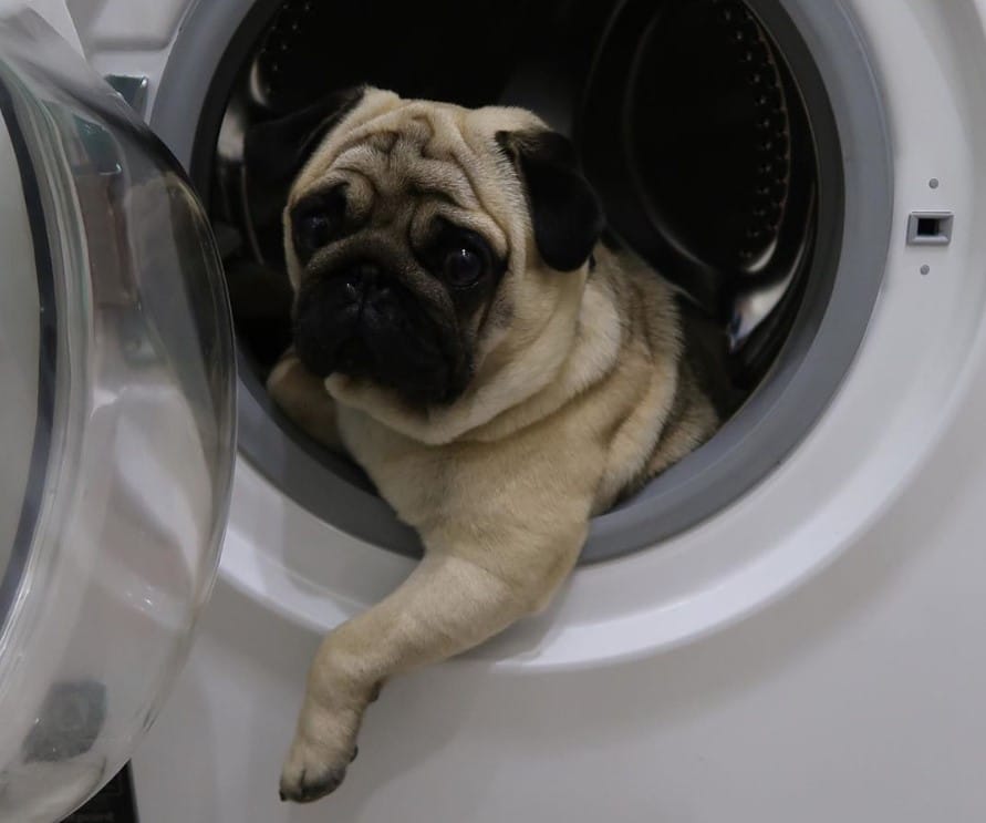 14 Funny Pug Pics That Will Make You Smile - PetPress