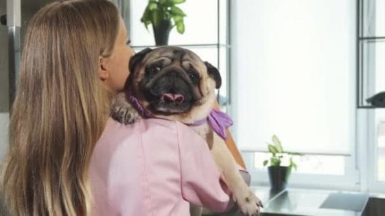 11 Reasons Why You Should Cuddle Your Pug More Often - PetPress